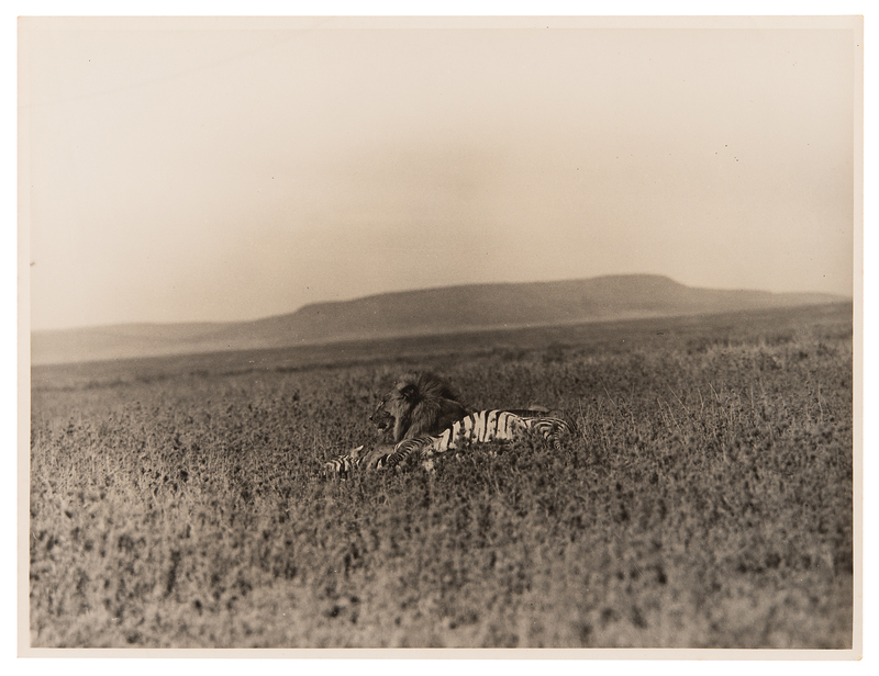 Ernest Hemingway Signed Photograph of Lion and Prey, Taken During a